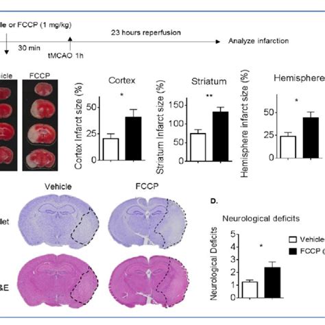 A D Uncoupling The Etc With Fccp Increased Stroke Infarction And