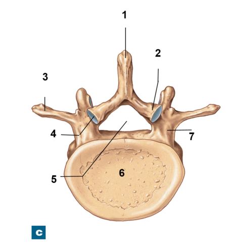 Intervertebral Disc Structure