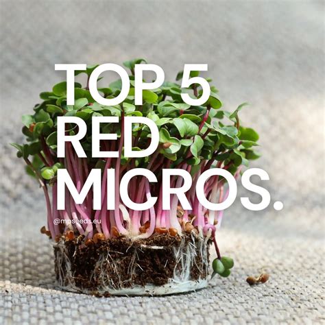 Microgreen Label Template