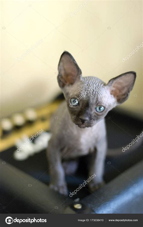 Bald Cat Portrait Sphinx Cats Naked Cat Kitten Without Wool Stock Photo OlgaChan