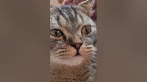 Cuttest Cats 🐈 Ever 😻 Youtube