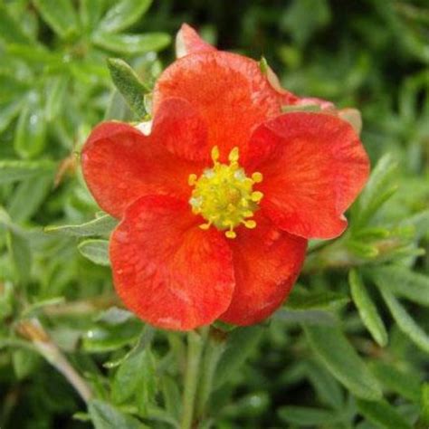Лапчатка кустарниковая Red Ace (73 фото) - фото - картинки и рисунки ...