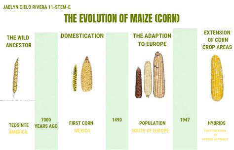 Evolution Of Corn From Teosinte To Hybrids Pdf