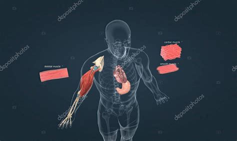 There Are Three Types Of Muscle Tissue In The Human Body Skeletal