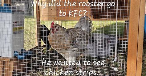 Chicken Strip Album On Imgur