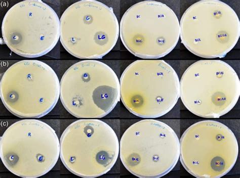 Disc Diffusion Test Of The Samples For A C Albicans B E Coli And Download Scientific