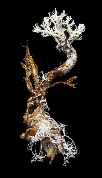 Polycephalomyces Formosus シロサンゴタケ