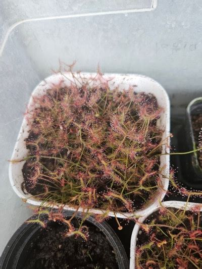 벌레잡이 식충 식물 끈끈이주걱 카펜시스 레드 멀티비나타 등등 잎꽂이 And 파종후 성장 모습 비교💌 네이버 블로그