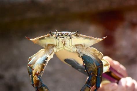 How To Cook Soft Shell Crab On The Blog At Edible Times