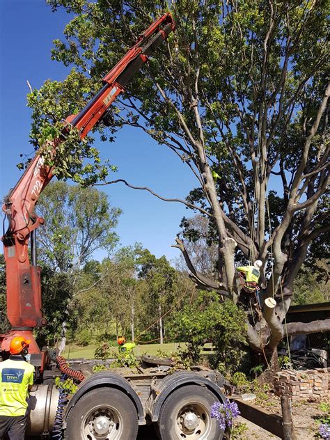 Tree Removal Tree Lopping