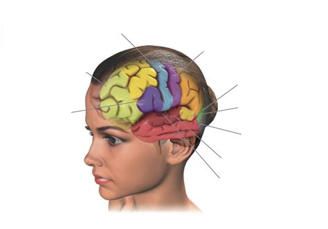 Diagram Of Cortex Diagram Quizlet