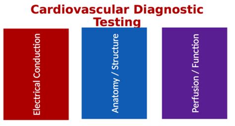 51 Cardiovascular Testing Flashcards Quizlet