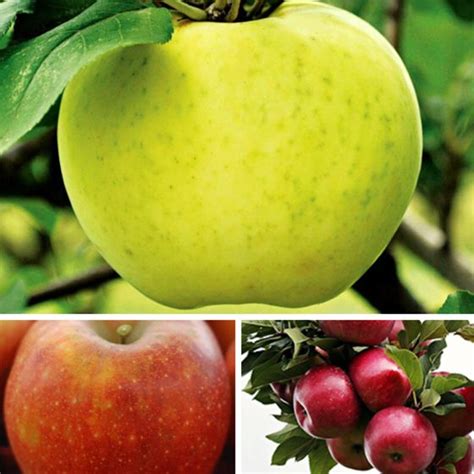 Disease Resistant Apple Tree Pollinator Pack Stark Bros