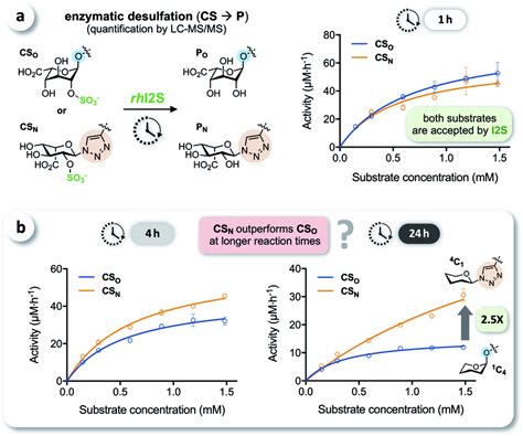 lc ms ms based enzyme assays a enzymatic conversion of cso and csn