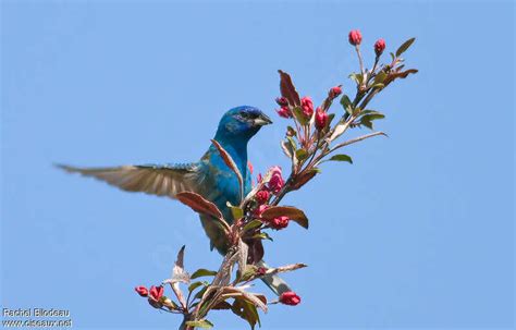 Passerin Indigo Mâle Adulte Rabi69241