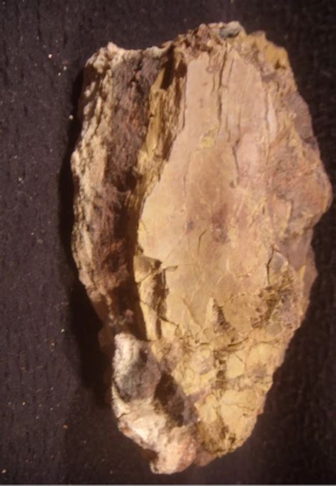Dinosaur Bone Allosaurus Fossil Id The Fossil Forum