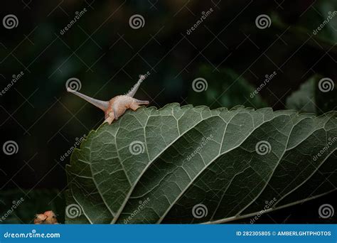 A Snail Bites A Leaf Stock Image Image Of Spiral Eyes 282305805