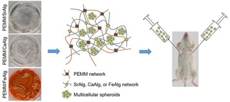 卵巢癌干细胞样在聚（乙二醇）细胞 Cross联聚（甲基乙烯基醚的膨胀 Alt 马来酸）和海藻酸钠双网络水凝胶 Acs Biomaterials Science And Engineering