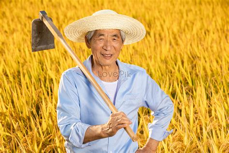 농부 아저씨는 논에서 산책 이미지 사진 501429696 무료 다운로드