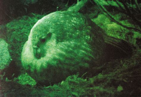 Kākāpō Bird On The Brink New Zealand Geographic