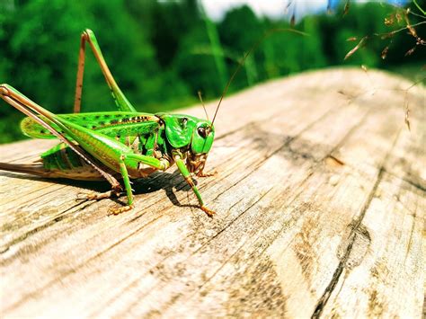 Grasshopper Locust Insect Free Photo On Pixabay