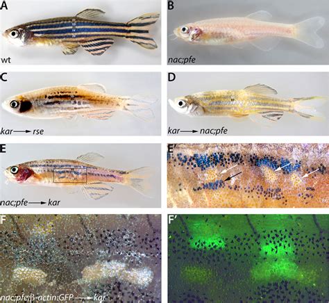 Figure 4 From Endothelin Signalling In Iridophore Development And Stripe Pattern Formation Of