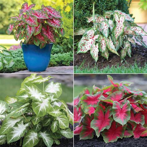 Sun Tolerant Caladiums