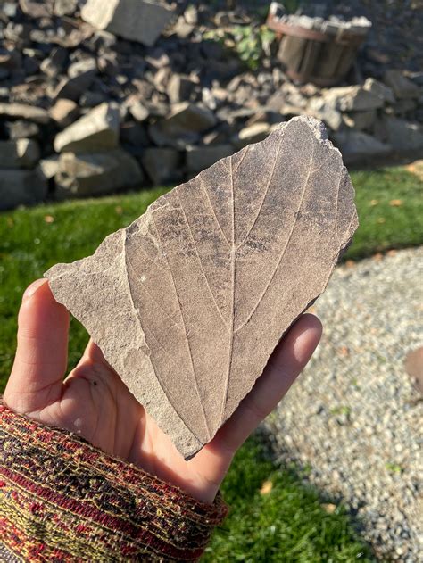 Leaf Fossil Fossil Flora Fossil Plant Fossilized Organic Matter Natural