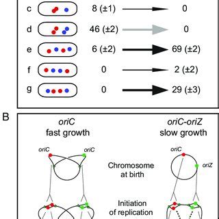 A Switch In Loci Segregation Pattern In OriC OriZ Cells After Download Scientific Diagram