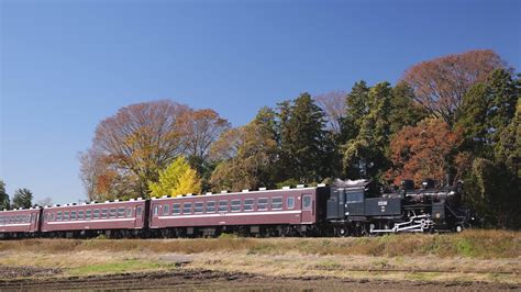 【紅葉の真岡鉄道】c12 66「slもおか」 感動体験列車他（八木岡・市塙・道の駅もてぎ）[moka Railway] Steam Locomotive C12sl Moka 2024