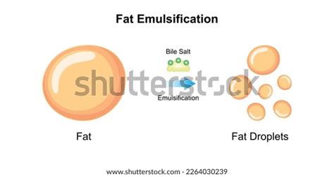 Scientific Designing Fat Emulsification Fat Digestion Stock Vector Royalty Free