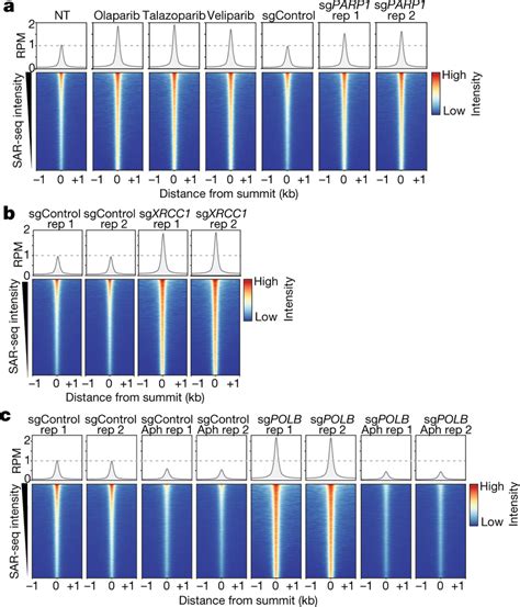 Localized Ssb Repair In Neurons Comprises Short Patch And Long Patch Download Scientific