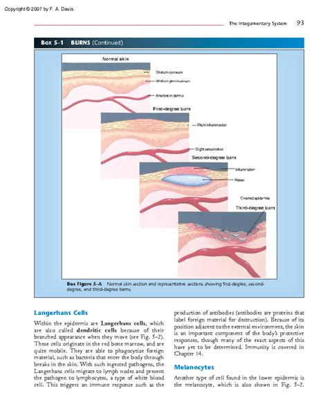 Essentials Of Anatomy And Physiology 120 The Integumentary System 93 Box 5 1 Burns Continued
