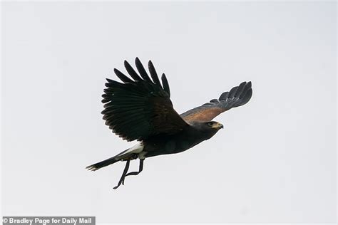 Divebombing Hawk Attacking Villagers Claims New Victim As Council Mulls