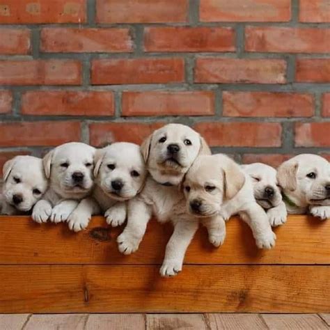 ლეკვების ყიდვა გაყიდვა საქართველოში Tbilisi