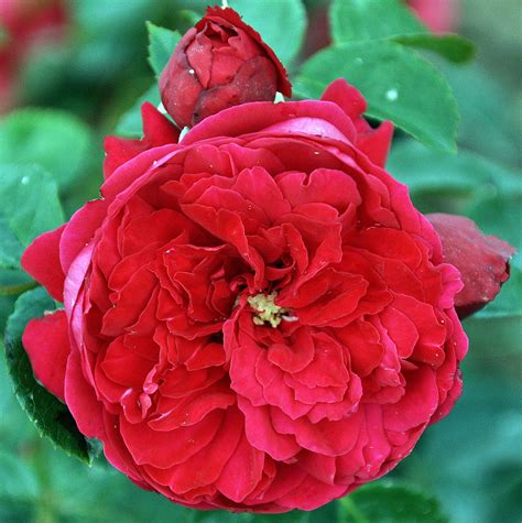 Florentina® | Szkółka Róż ROSARIUM