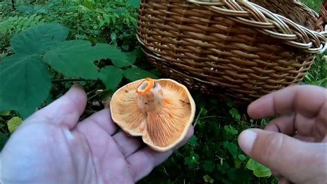 Новий вид ГРИБІВ Ростуть на воді Чергова вилазка по ГРИБИ у Гори Youtube