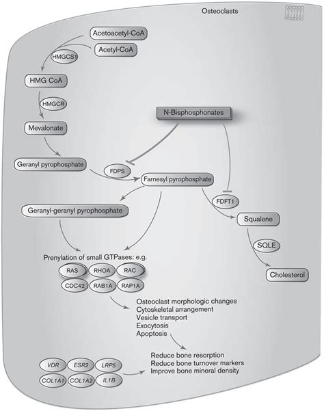 Bisphosphonates Pathway Pmc