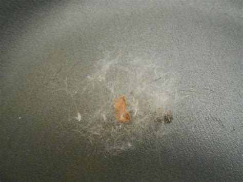 Bev Terry S Travels In Mexico It S Still A Penis Tree