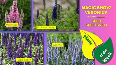 Magic Show Veronica Spike Speedwell Youtube