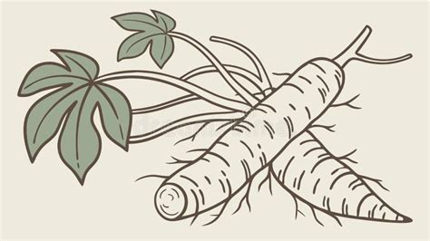 Cassava Slices Vector Root Vegetable And Starchy Food Design Element