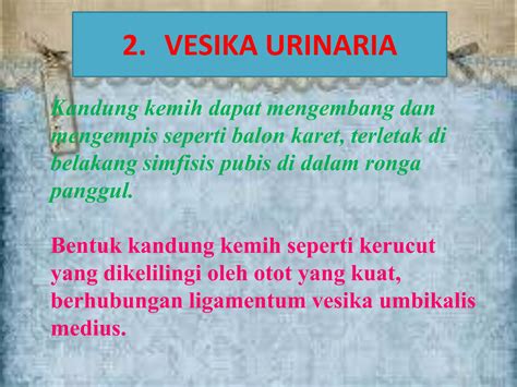 Fisiologi Ureter Vesika Urinaria Dan Uretra Pptx