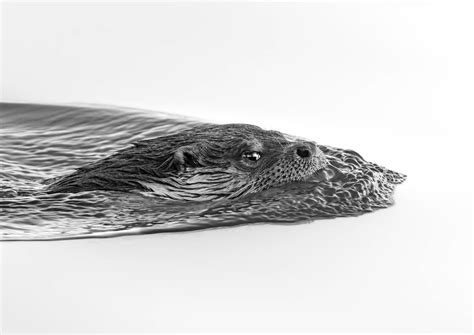 Bow Wave New Edit By Mincingyoda On Deviantart