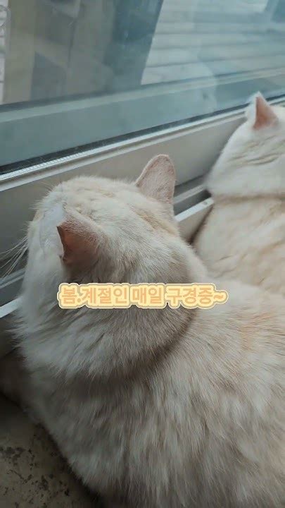 궁굼하다~ 사랑둥이 고양이 집사 고양이가족 Cat 귀요미 Catlover 집사일상 길고양이