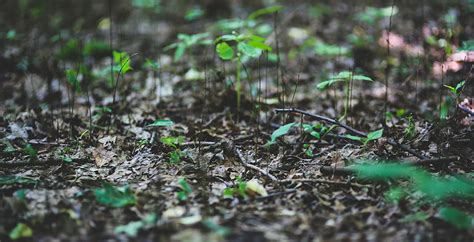 Soil Plant Leaf Soil Ecosystem Research Group