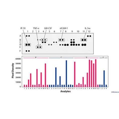 50434 Proteome Profiler Human Phospho Rtk Array Kit Randd Systems