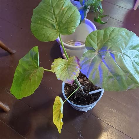 Brown Spots On Ficus Benjamina Mini Lucie Leaves