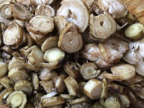 Burdock Fresh Organic Root Tincture Etsy