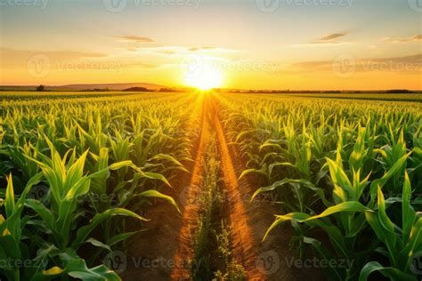corn field sun rays peaceful landscape freedom scene beautiful nature ...