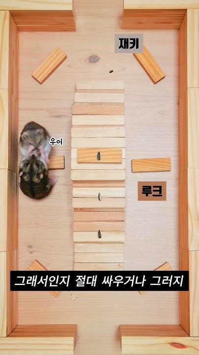 햄스터 미로 탈출 얼굴만 보면 싸우는 못말리는 커플 Shorts 햄스터 Youtube